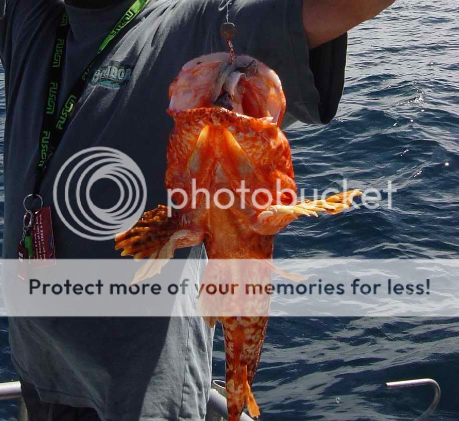 Hapuka (granddaddy variety) - The Fishing Website : Discussion Forums ...